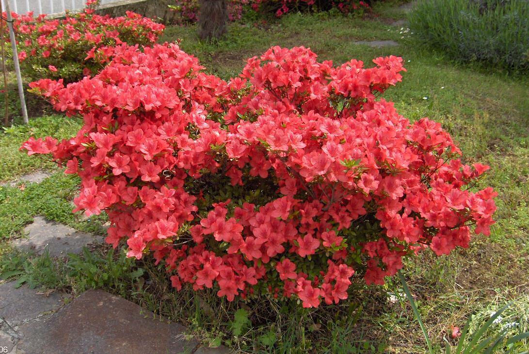 Azaleje in rododendri – drevesnica-vrtnarija Horti
